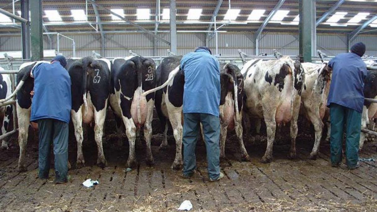 ANIMAL HUSBANDRY INFRASTRUCTURE DEVELOPMENT FUND