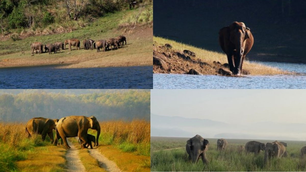 PM lauds the efforts of Elephant conservationists on World Elephant Day