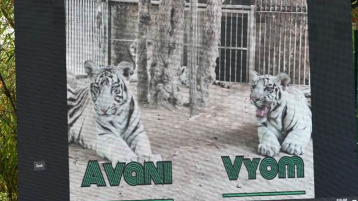 Shri Bhupender Yadav releases white tiger cubs in the arena of white tiger enclosure in National ...