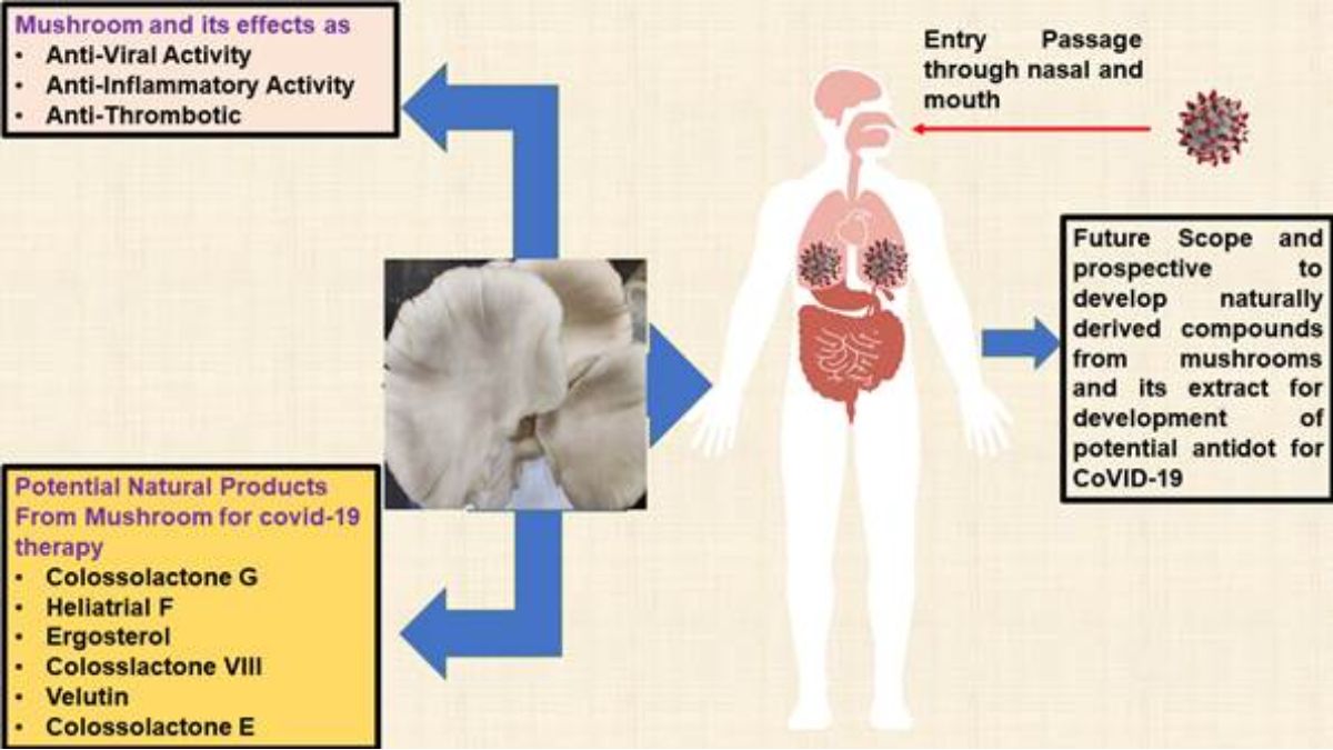 Mushroom-derived bioactive compounds have the potential to combat COVID ...